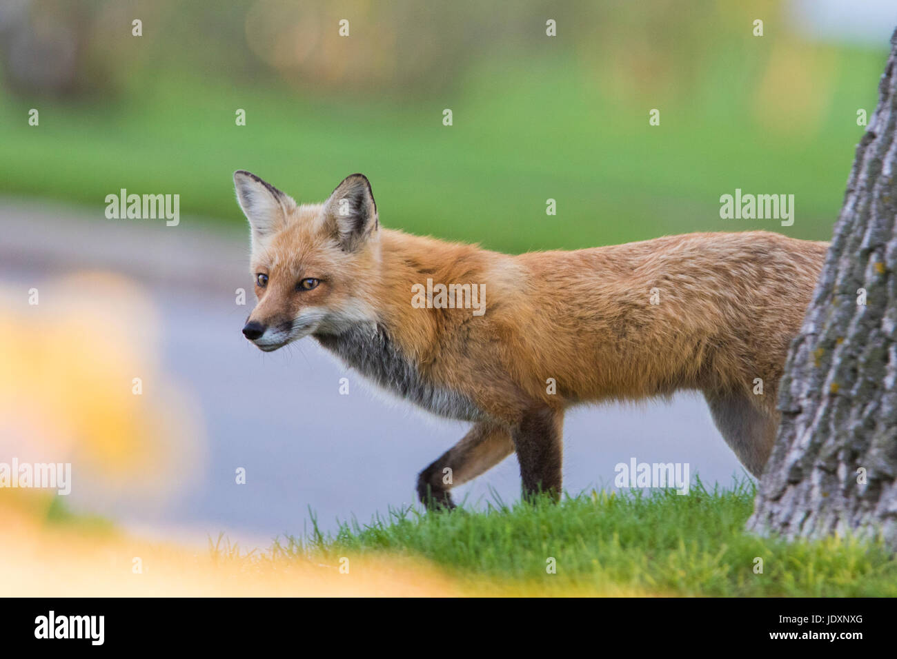 Female red fox in spring Stock Photo - Alamy