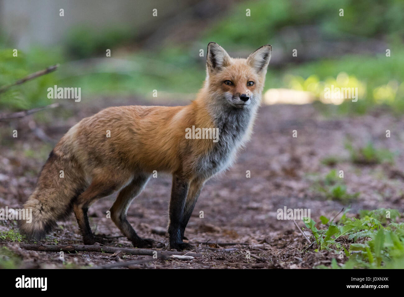 Female red fox in spring Stock Photo - Alamy