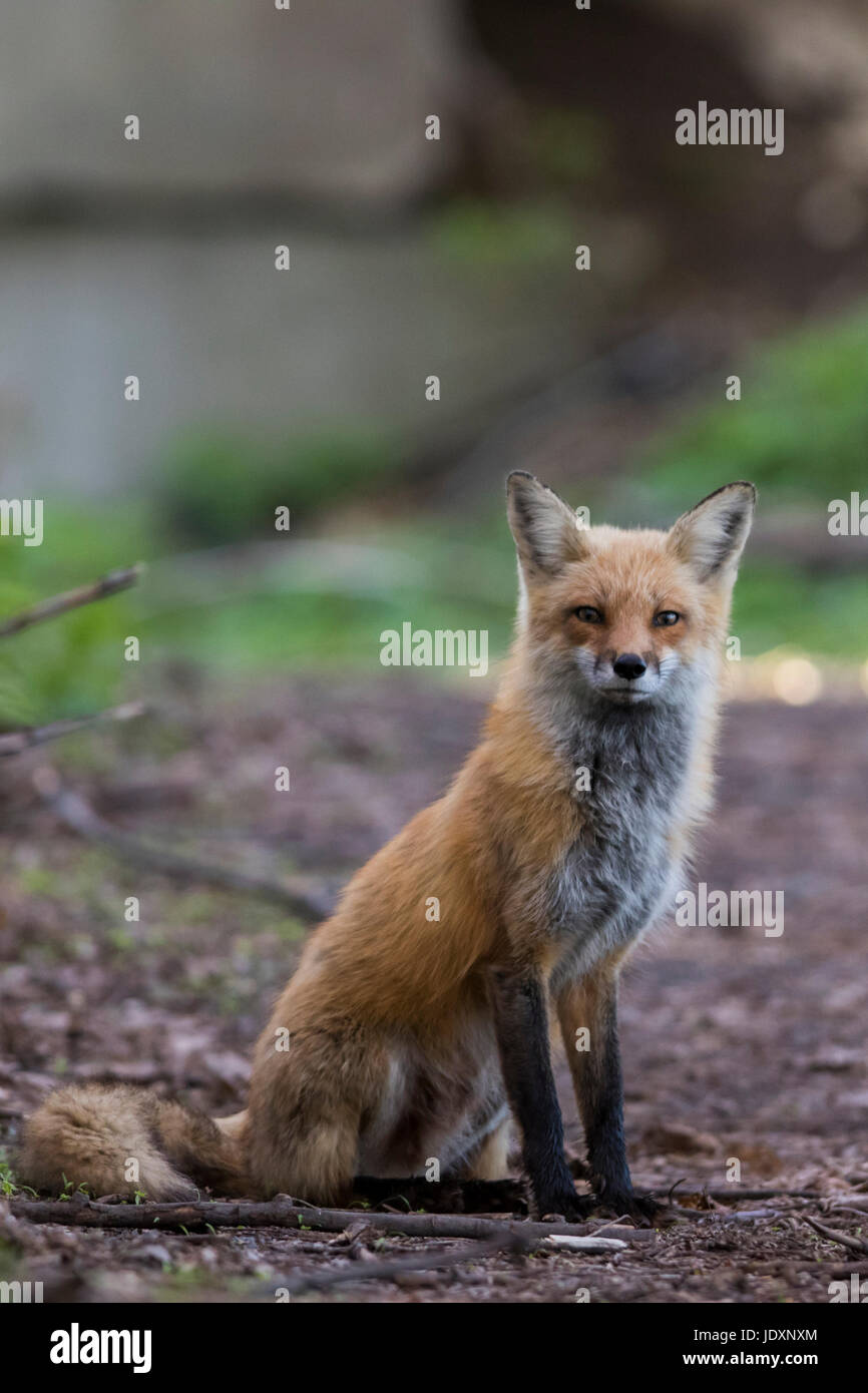 Female red fox in spring Stock Photo - Alamy