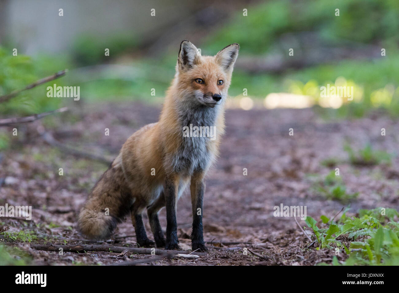 Female red fox in spring Stock Photo - Alamy