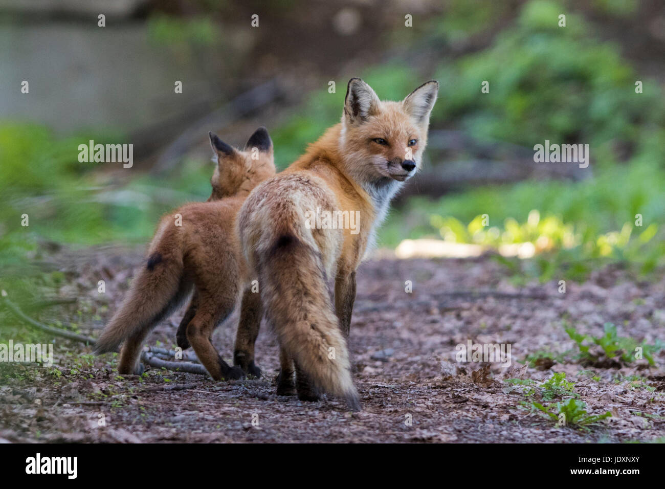 Fox Family Id