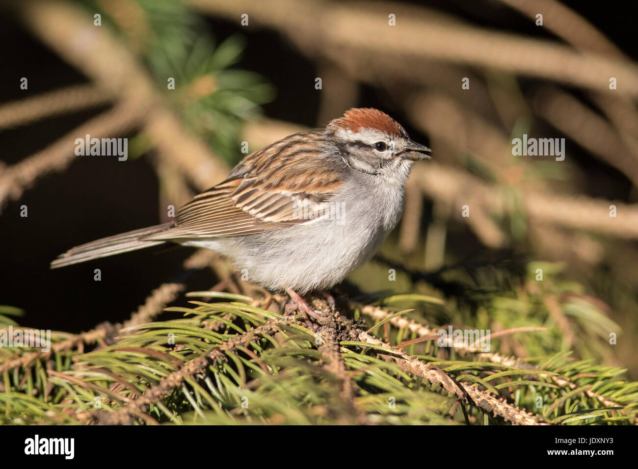 Sparrow with bug hi-res stock photography and images - Alamy