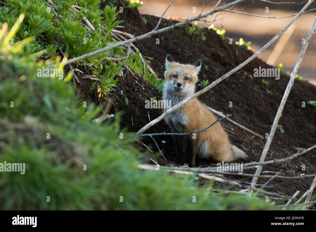 Red fox family Stock Photo - Alamy