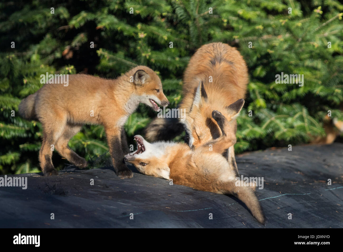 Red fox family Stock Photo - Alamy