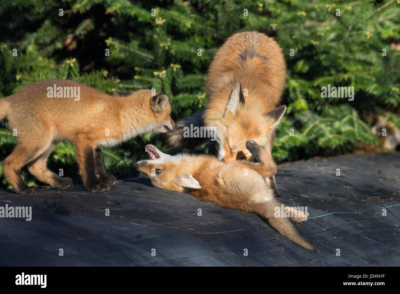 Puppy den hi-res stock photography and images - Alamy