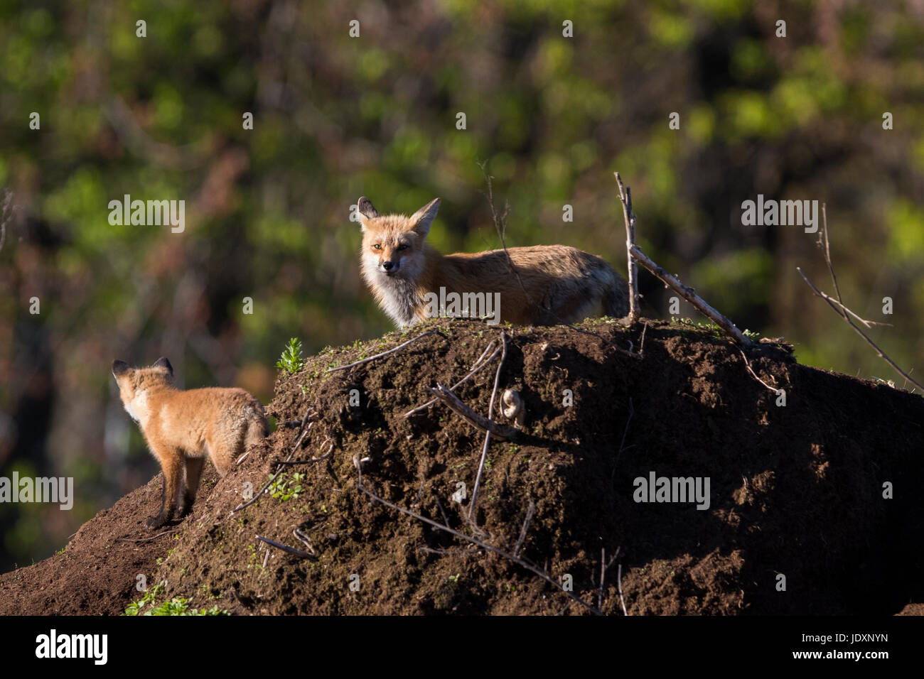 Red fox family Stock Photo - Alamy