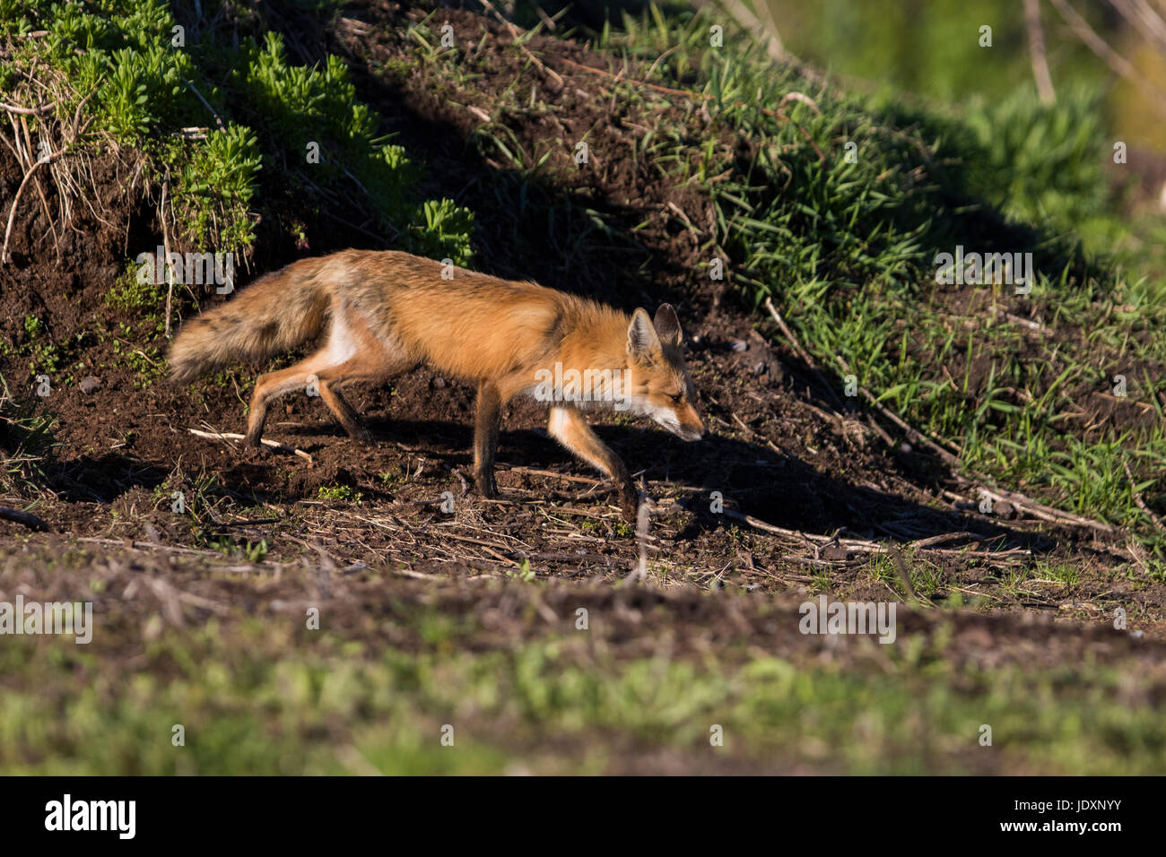 Female red fox in spring Stock Photo - Alamy
