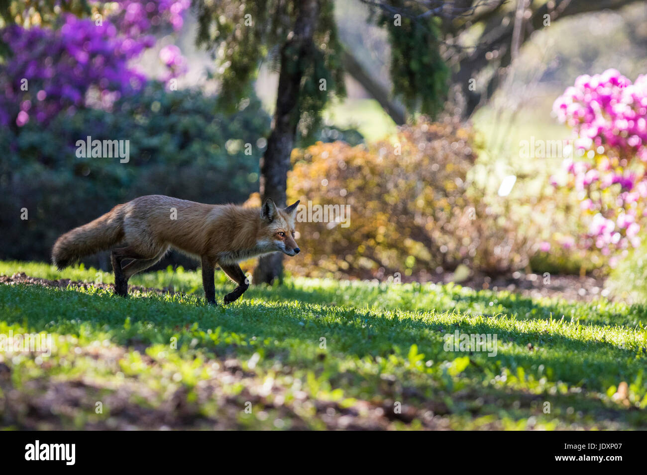 Red fox female in spring garden Stock Photo - Alamy