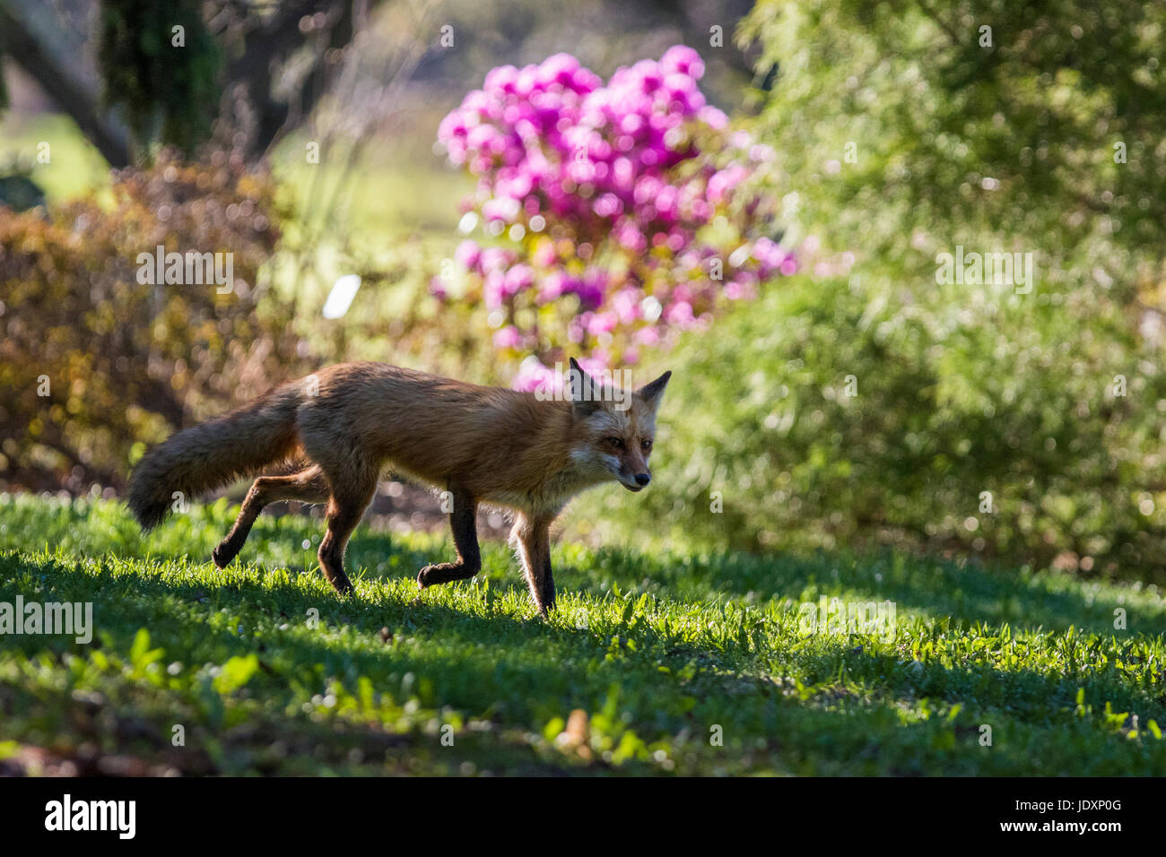 Red fox female in spring garden Stock Photo - Alamy