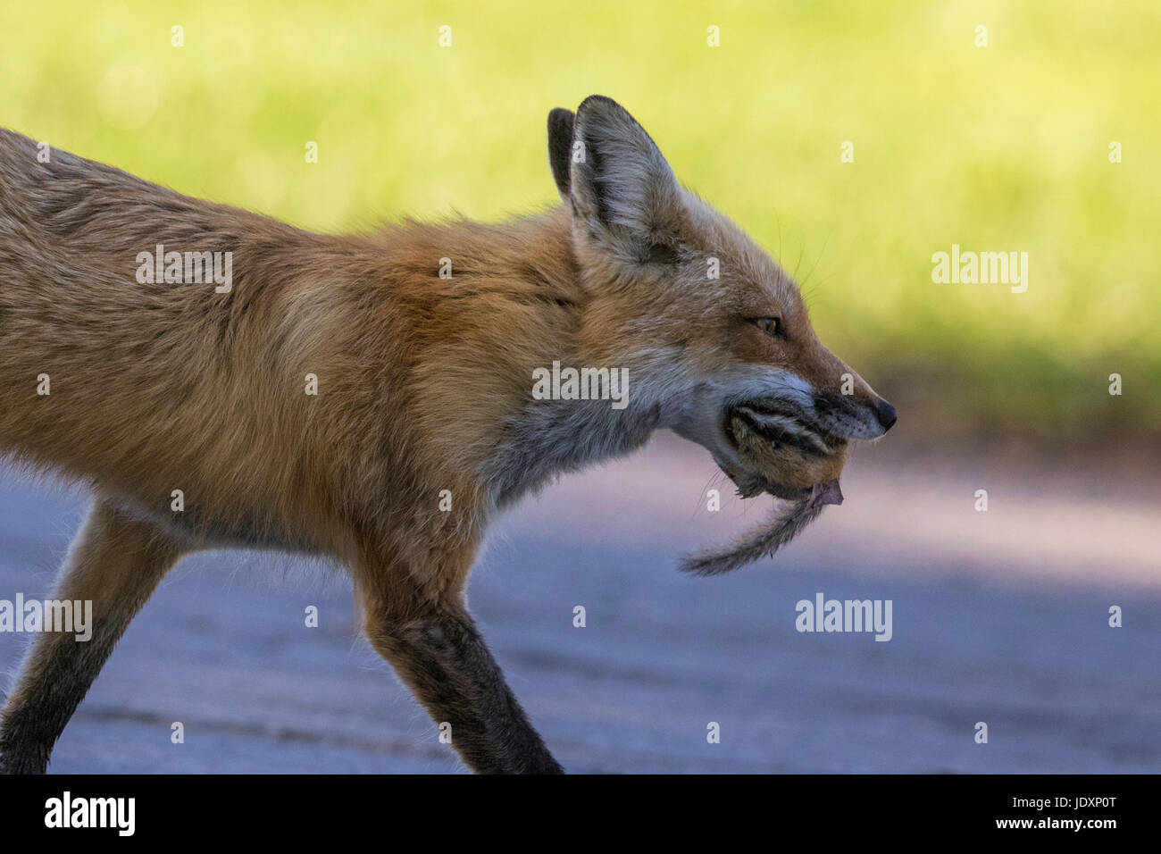 Red fox female with prey Stock Photo - Alamy