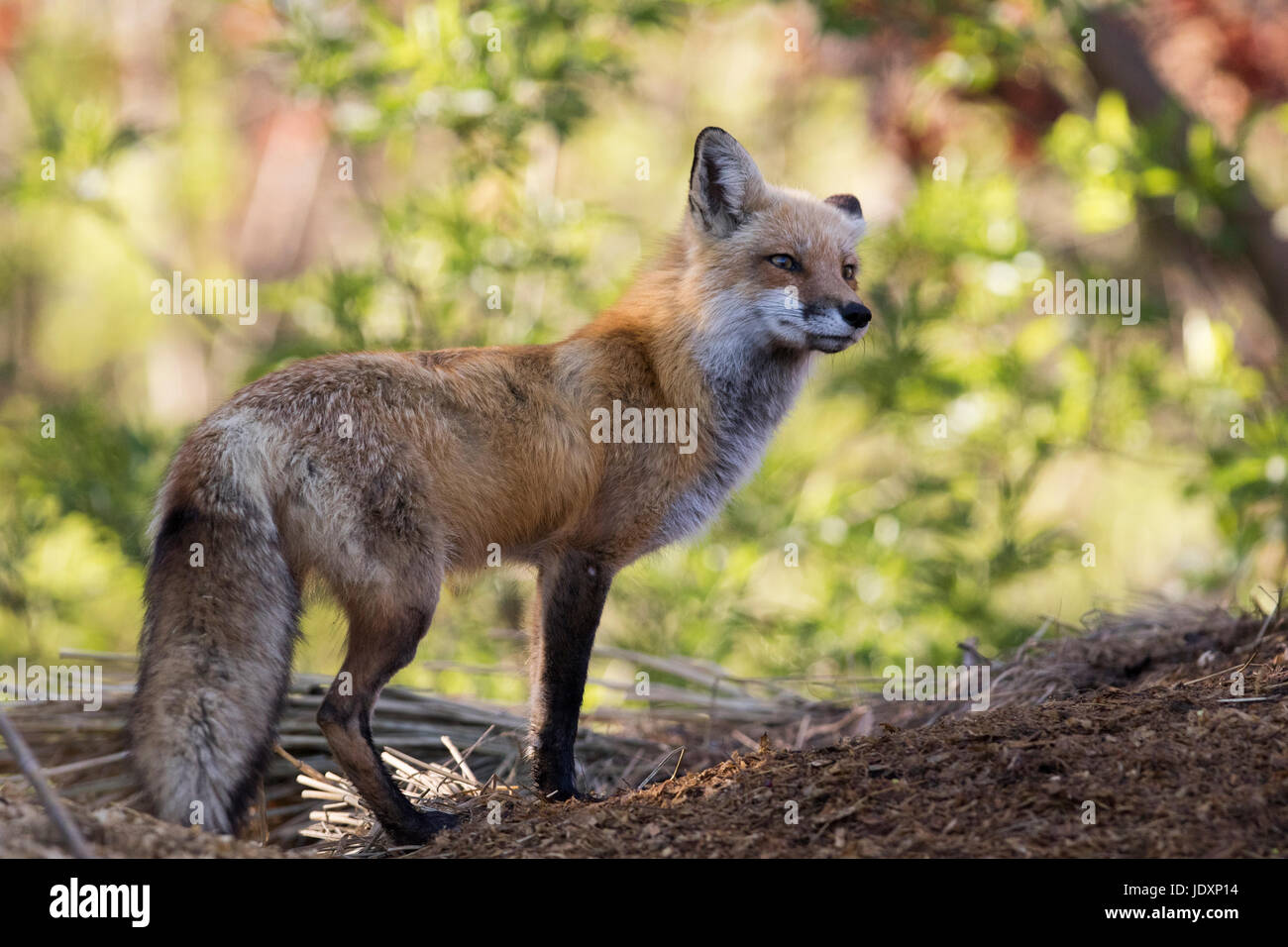 Female red fox in spring Stock Photo - Alamy