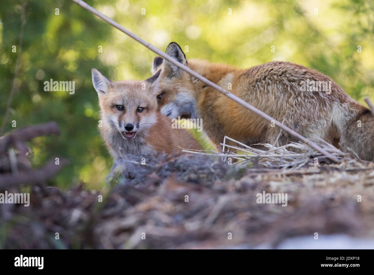 Red fox family Stock Photo - Alamy