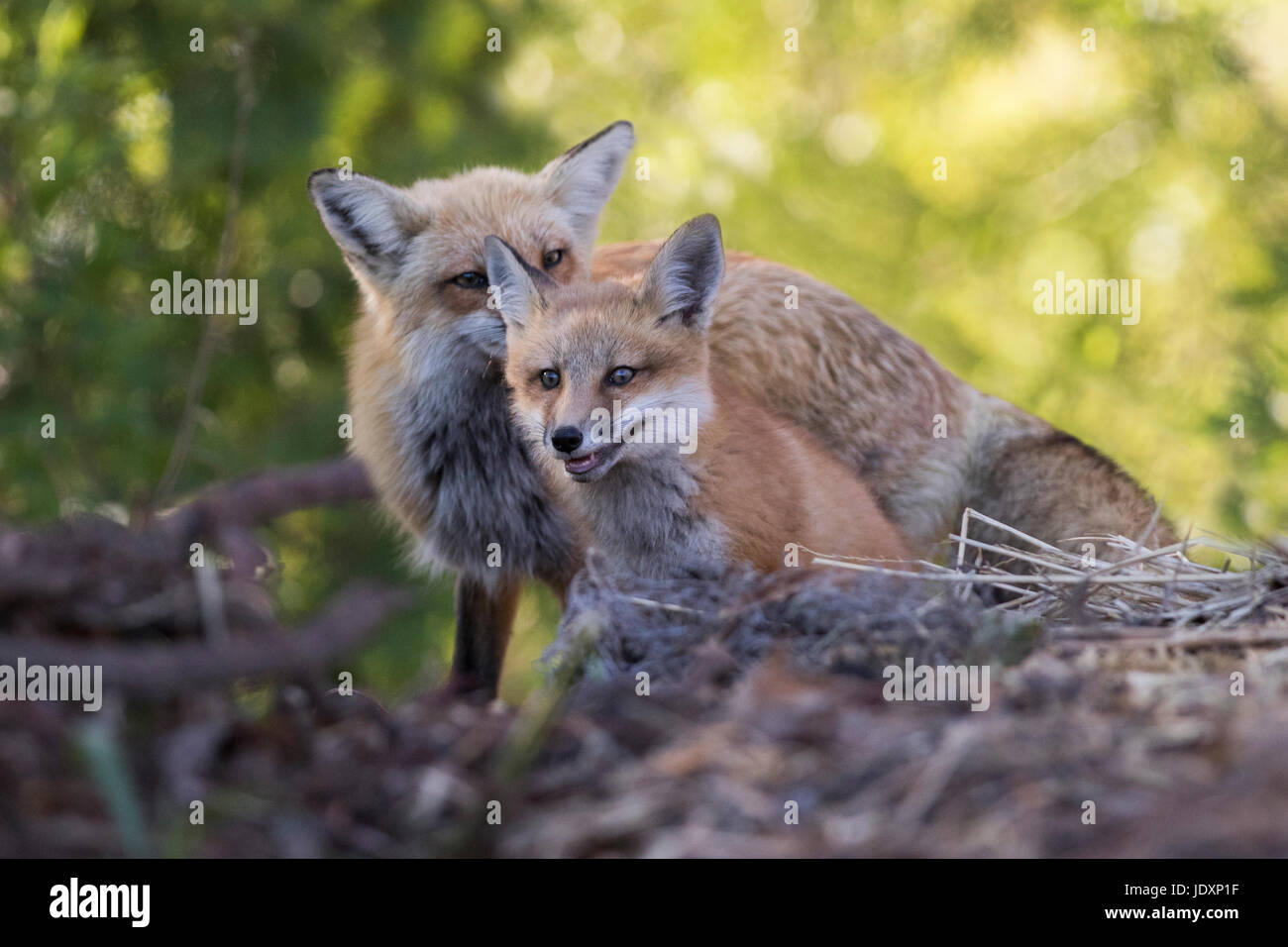 Red fox family Stock Photo - Alamy