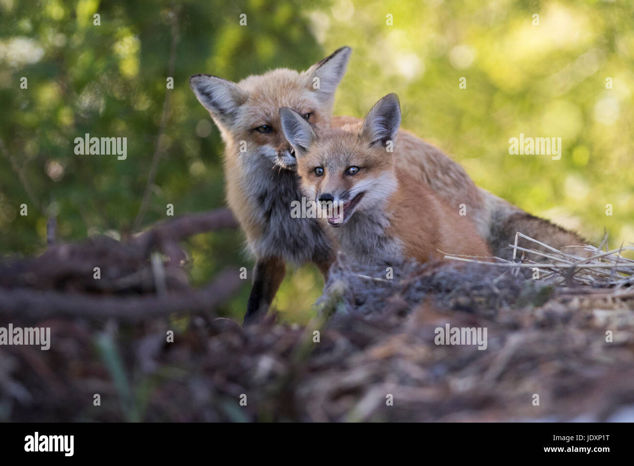 Red fox family Stock Photo - Alamy