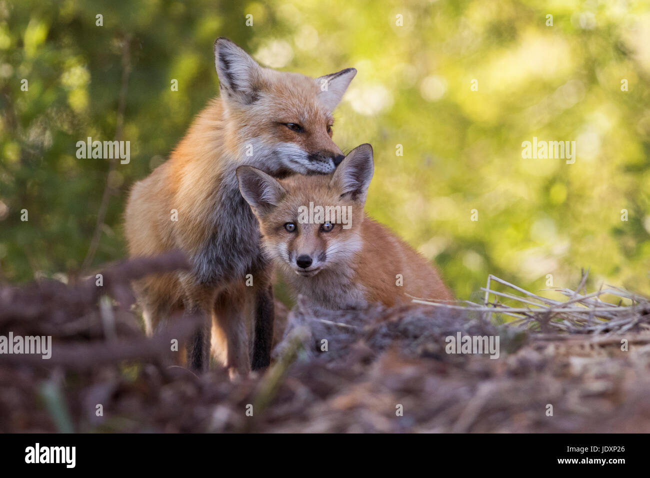 Red fox family Stock Photo - Alamy