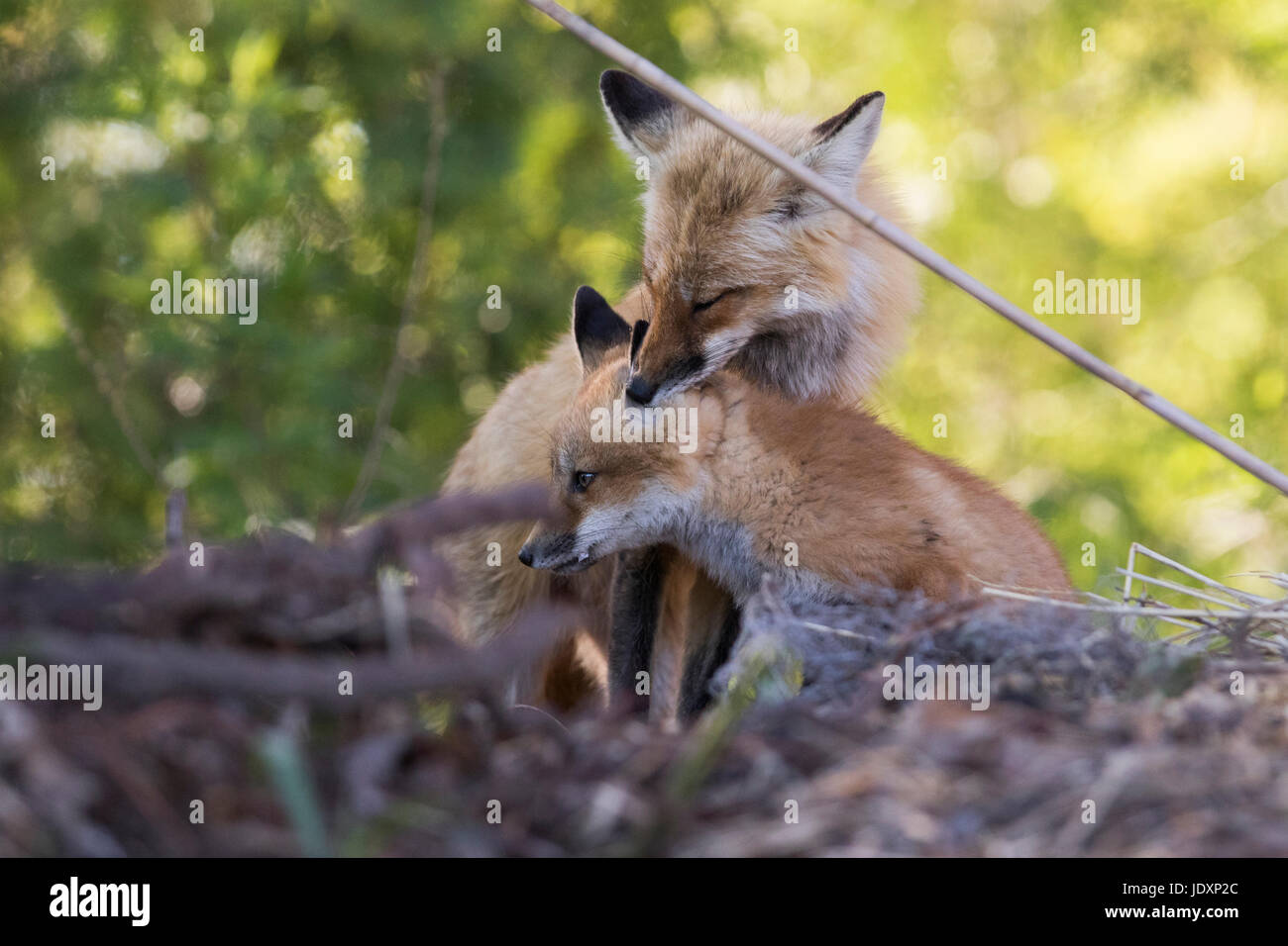 Red fox family Stock Photo - Alamy