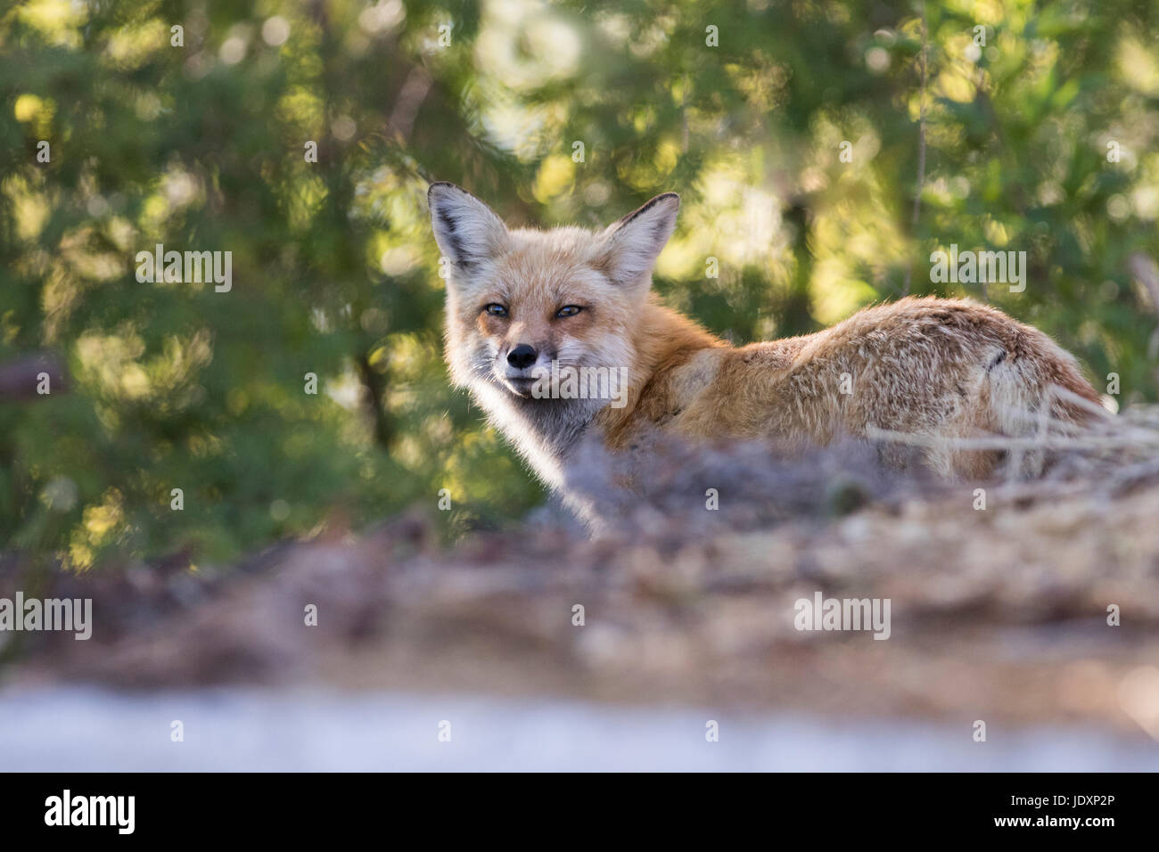 Red fox shy animal hi-res stock photography and images - Alamy