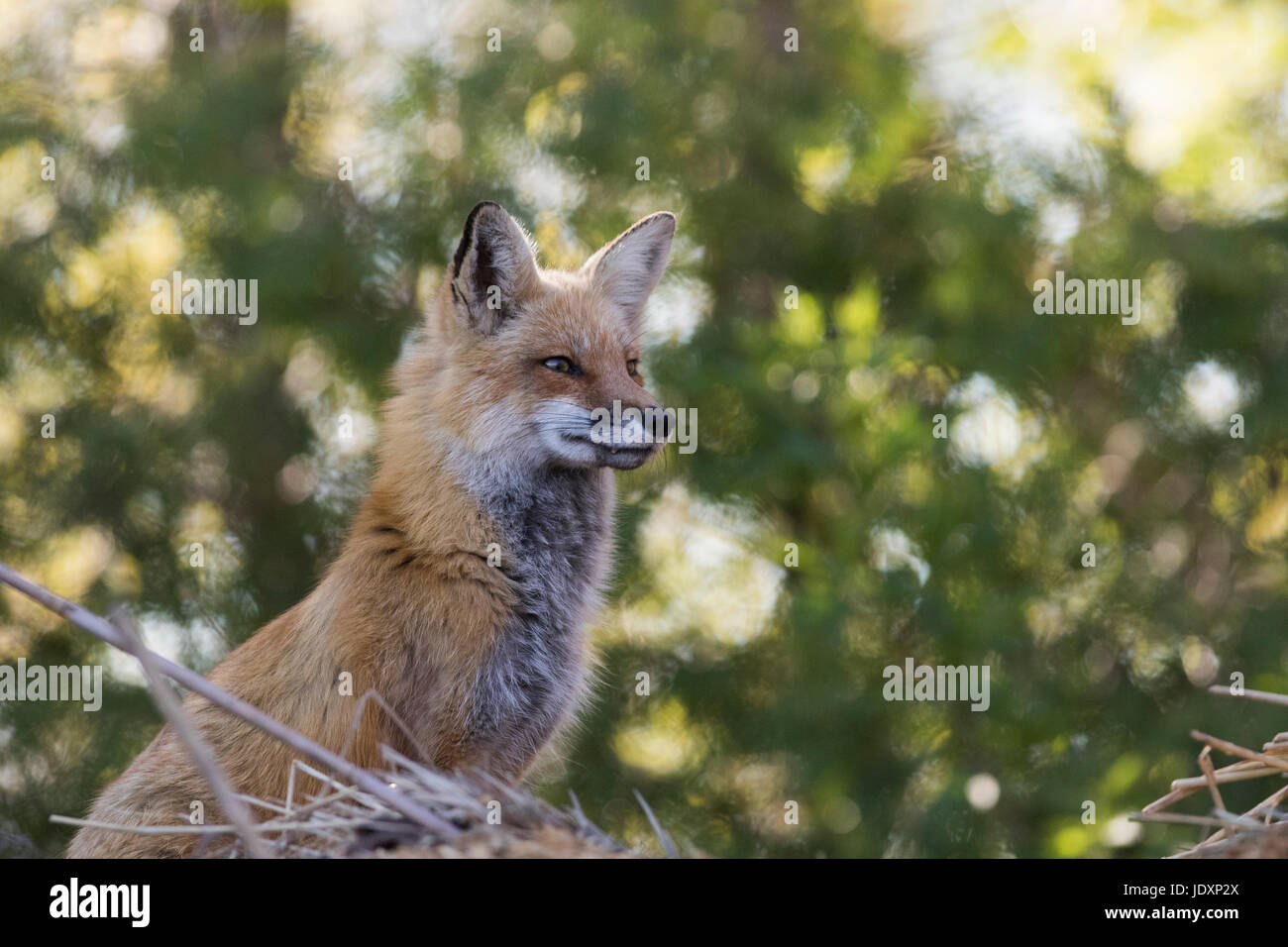 Female red fox in spring Stock Photo - Alamy
