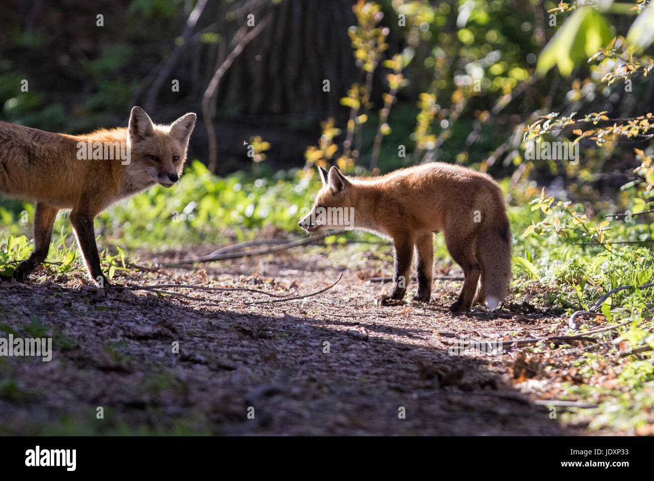 Red fox family Stock Photo - Alamy
