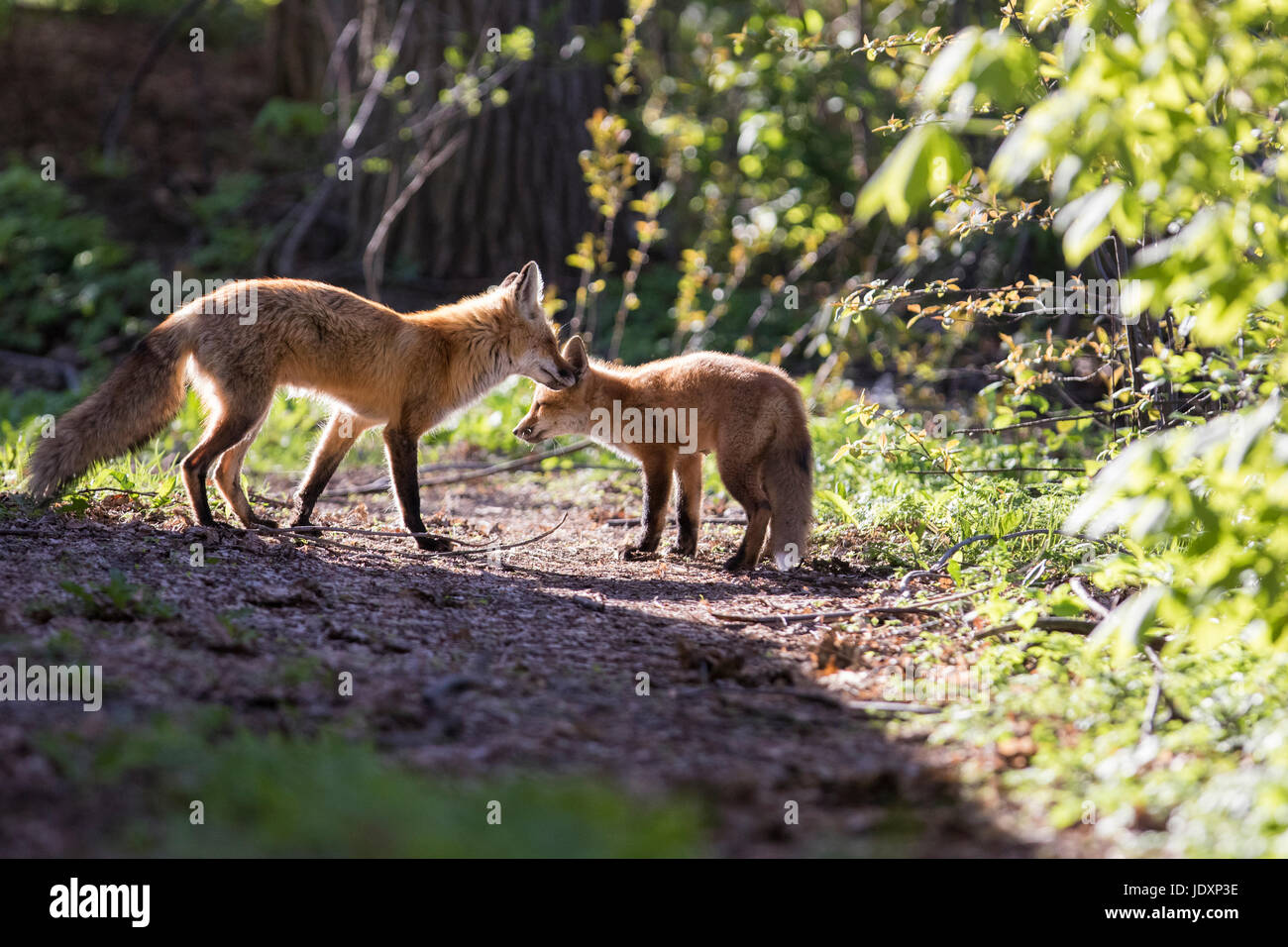 Red fox family Stock Photo - Alamy