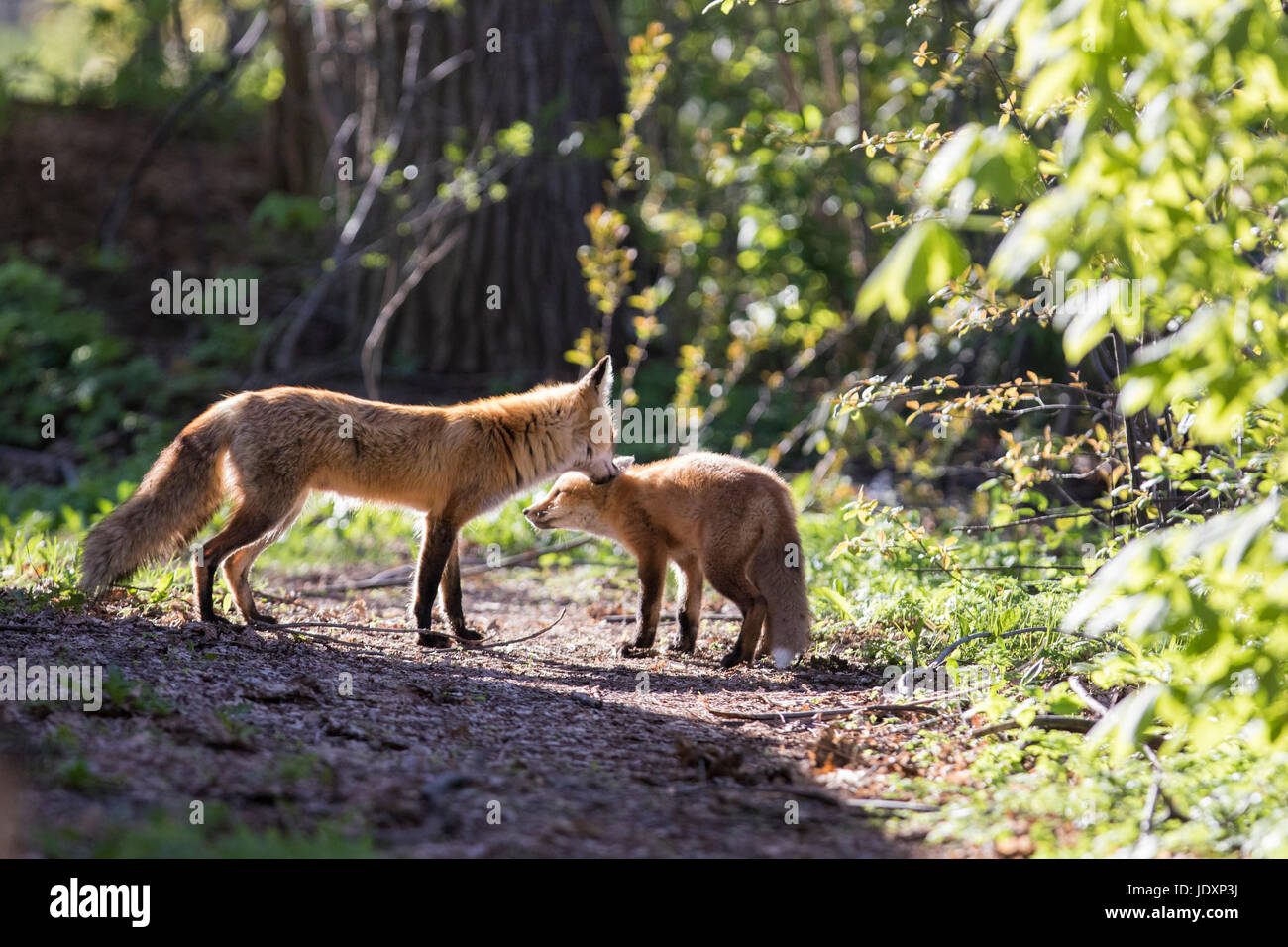 Red fox family Stock Photo - Alamy