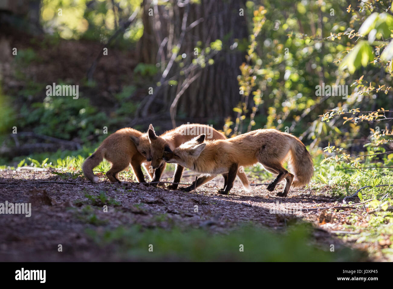 Red fox family Stock Photo - Alamy