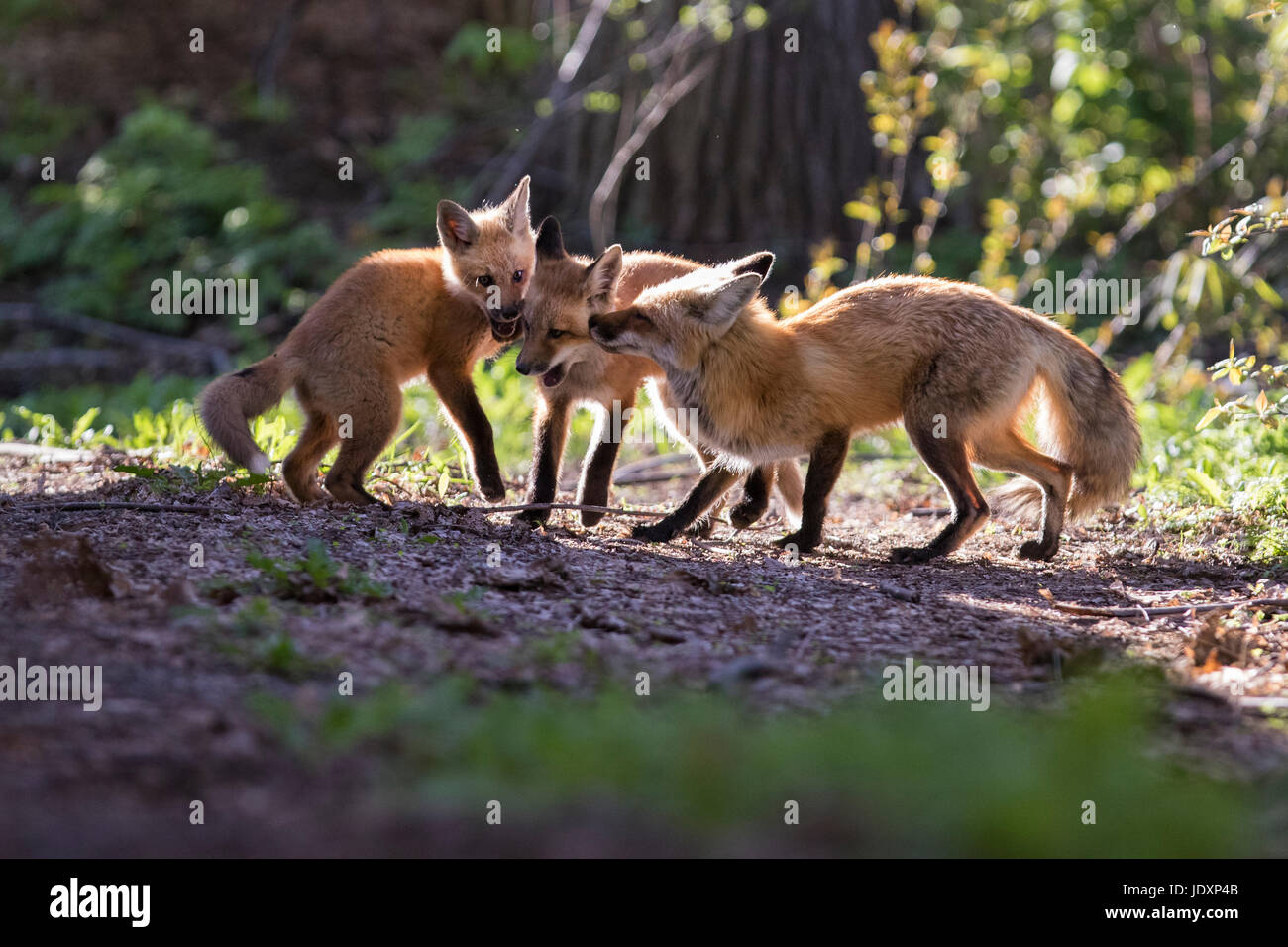 Red fox family Stock Photo - Alamy