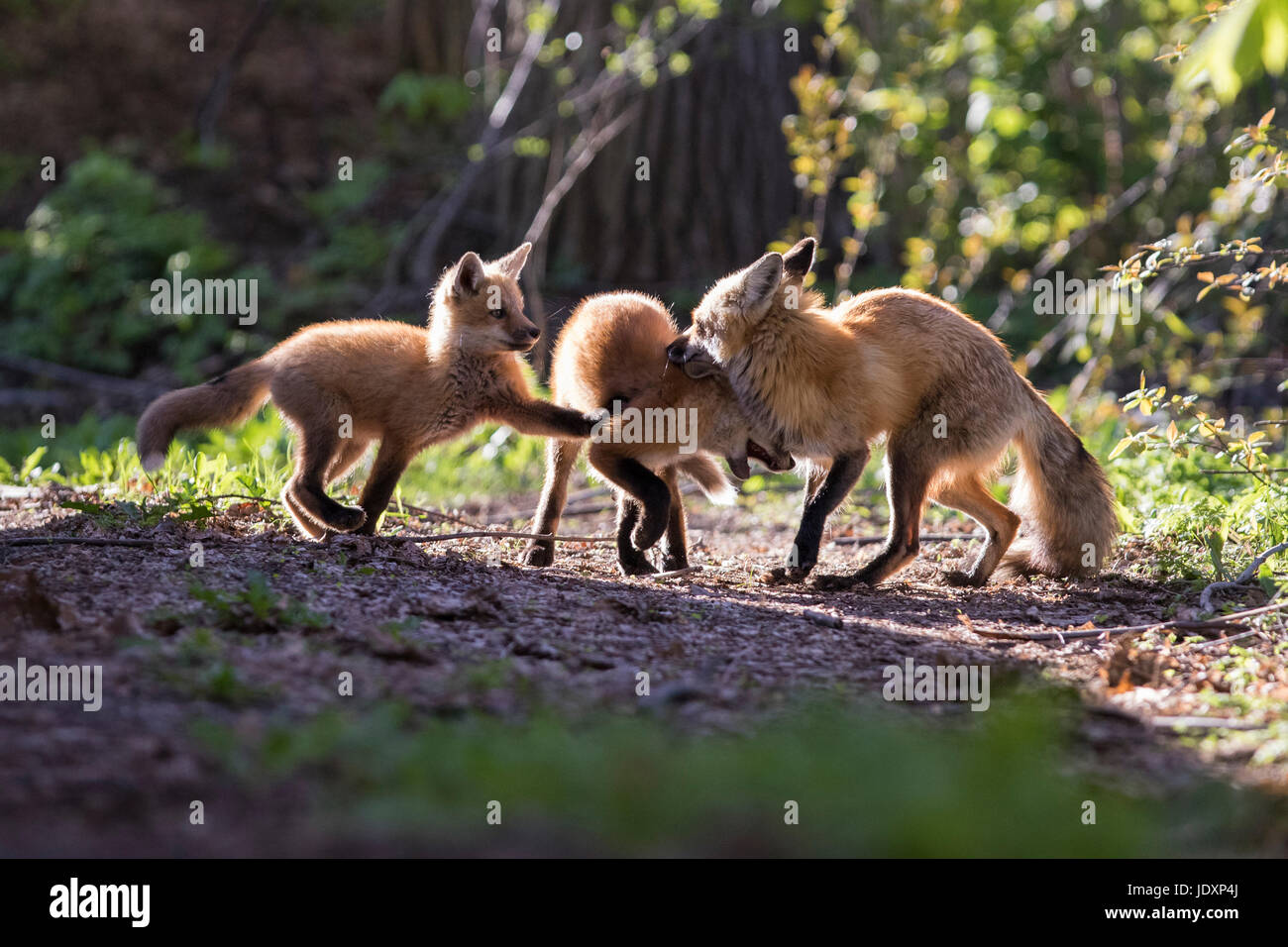 Red fox family Stock Photo - Alamy