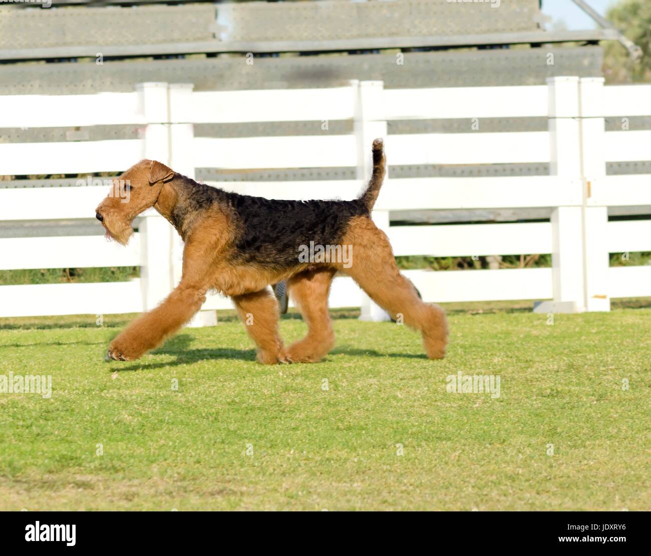 A profile view of a black and tan Airedale Terrier dog walking on the ...