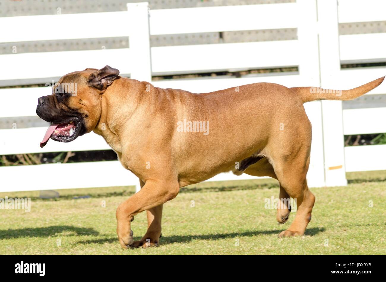 Fawn bullmastiff hi-res stock photography and images - Alamy
