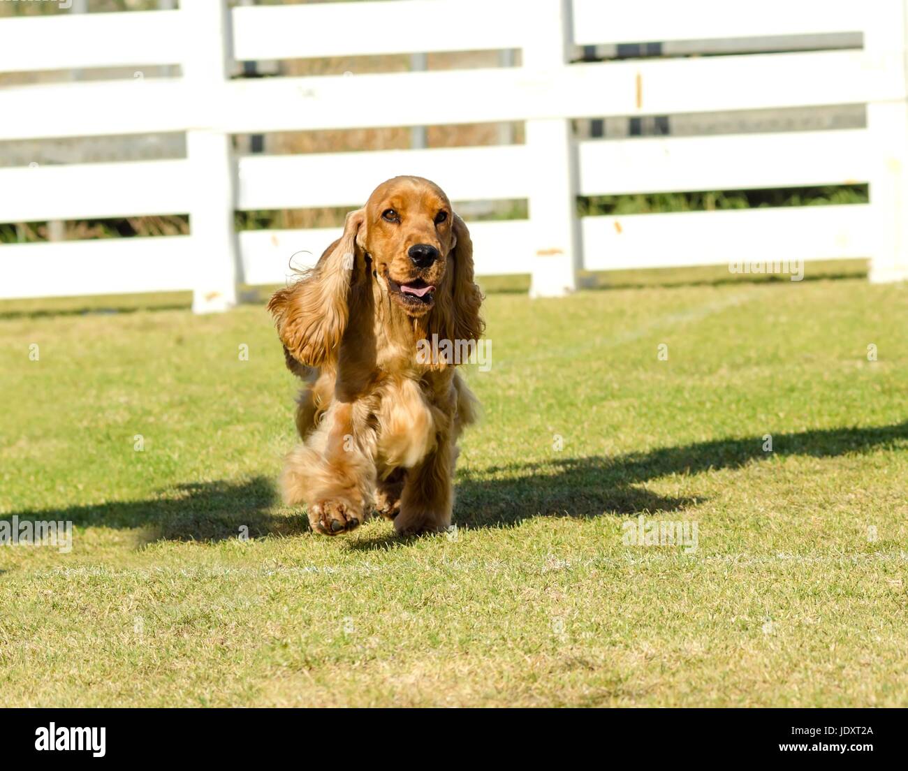 A small, young beautiful fawn, red English Cocker Spaniel dog walking ...