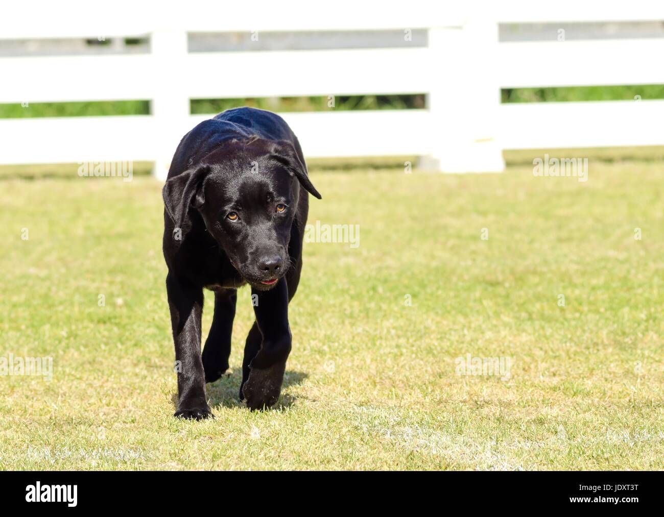 A portrait view of a young beautiful black labrador retriever puppy dog ...