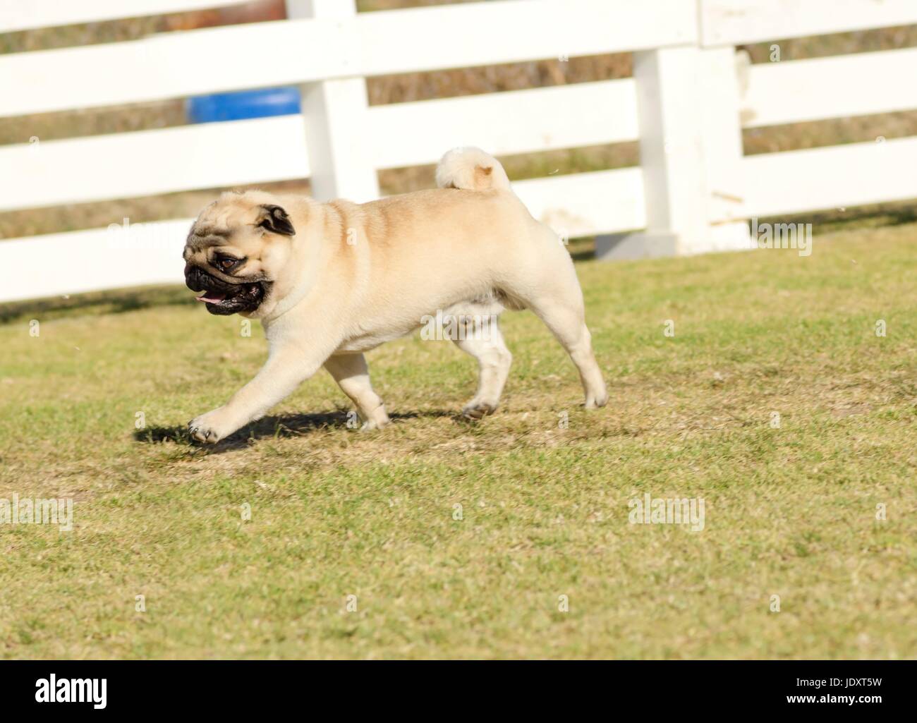 A small, young, beautiful, fawn Pug with a wrinkly short muzzled face ...