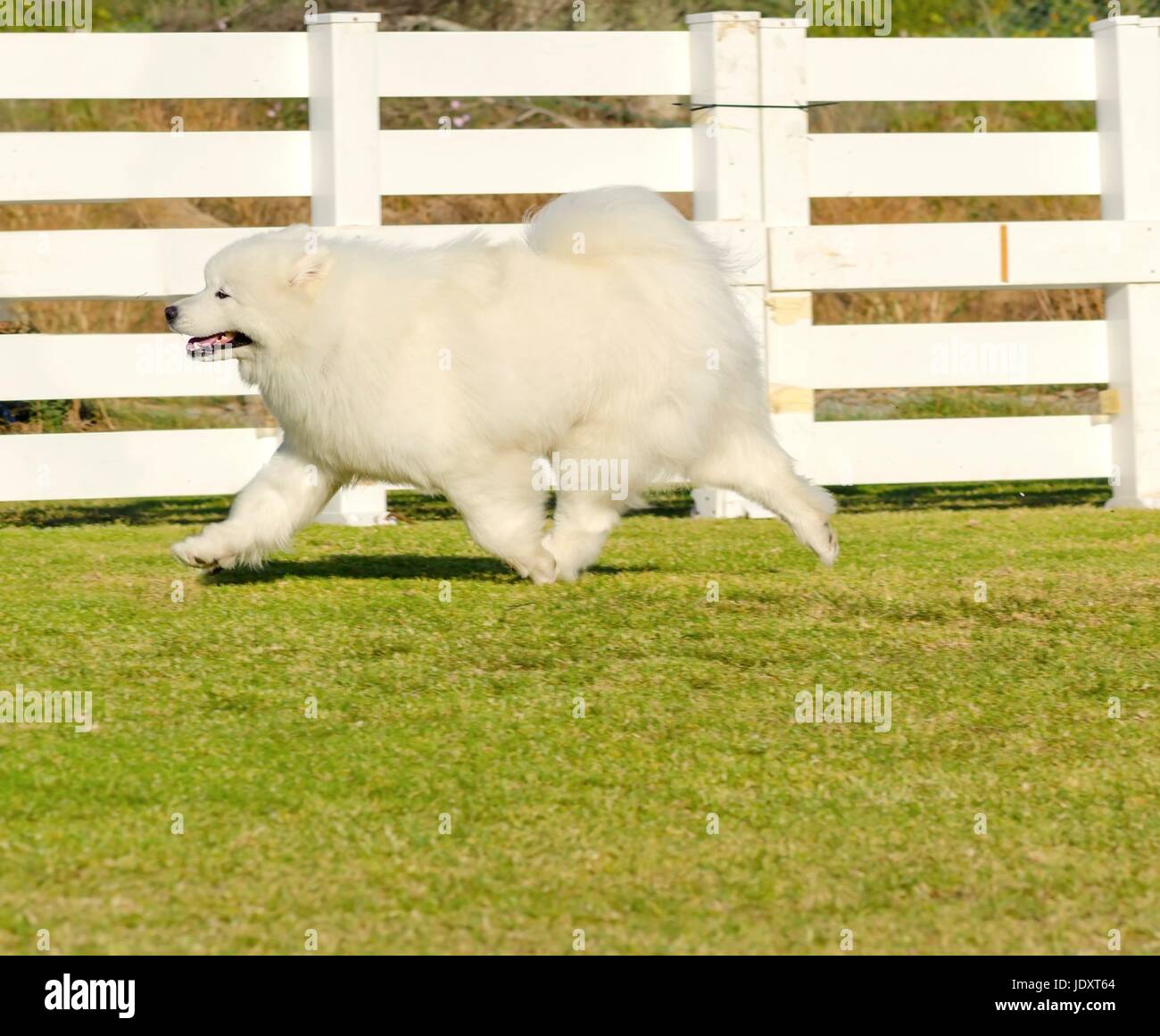 A young beautiful white fluffy Samoyed puppy dog walking on the grass ...