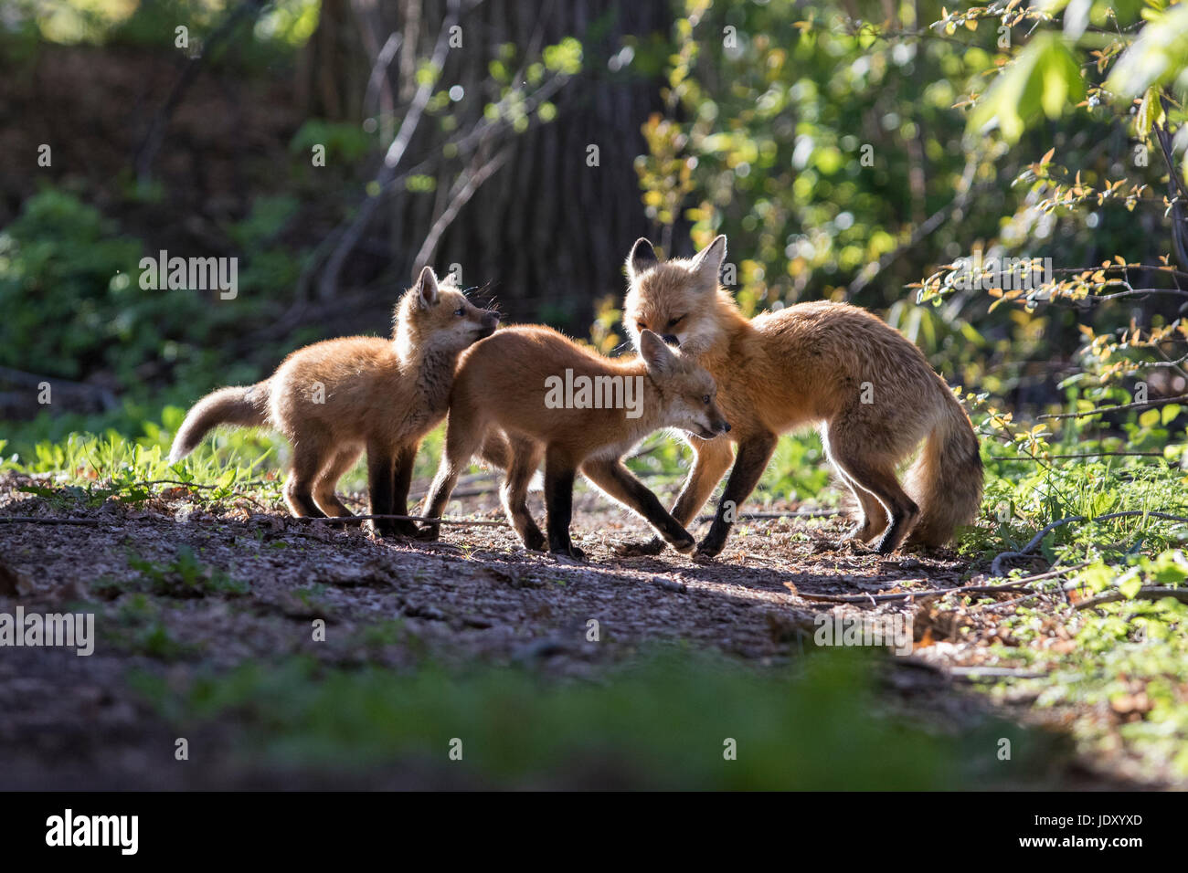 Red fox family Stock Photo - Alamy