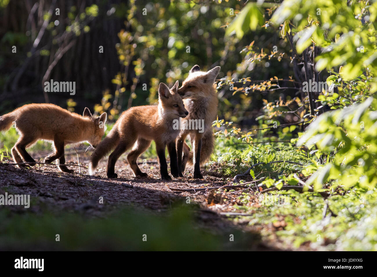 Red fox family Stock Photo - Alamy