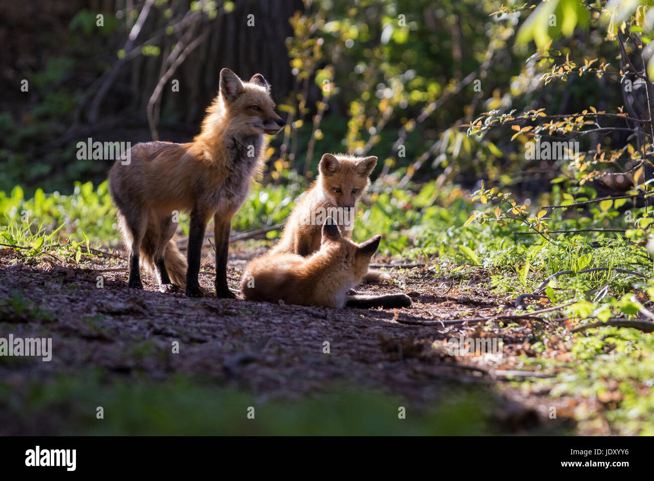 Family with young at den hi-res stock photography and images - Alamy