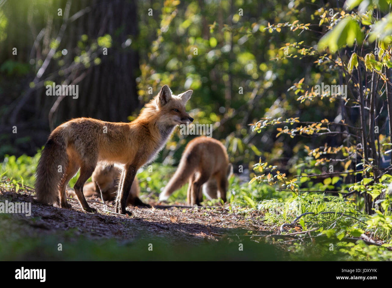 Red fox family Stock Photo - Alamy