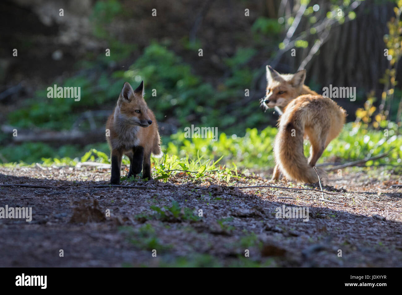 Red fox family Stock Photo - Alamy