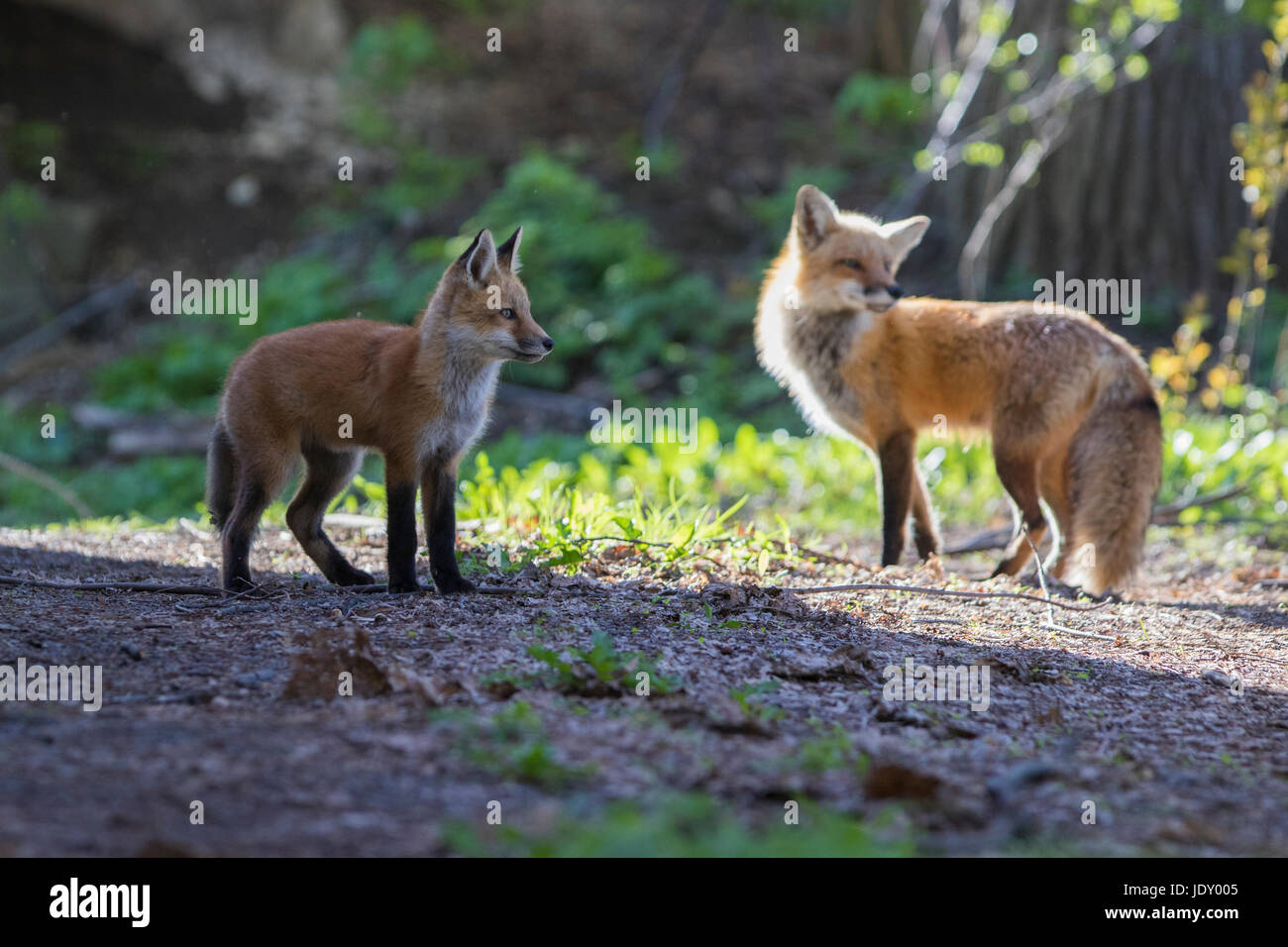 Red fox family Stock Photo - Alamy