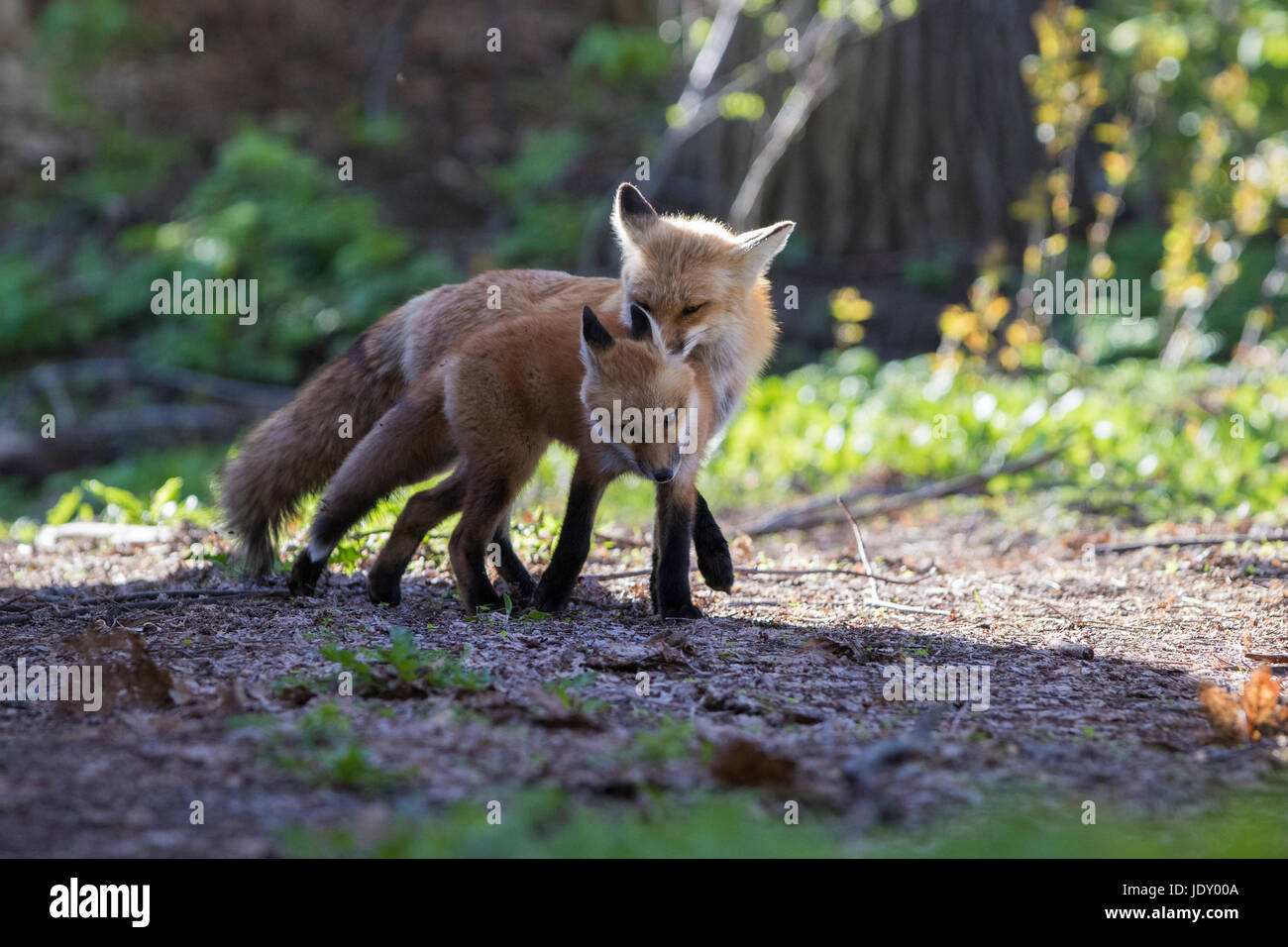 Red fox family Stock Photo - Alamy