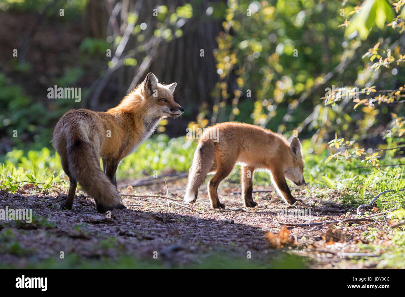 Red fox family Stock Photo - Alamy