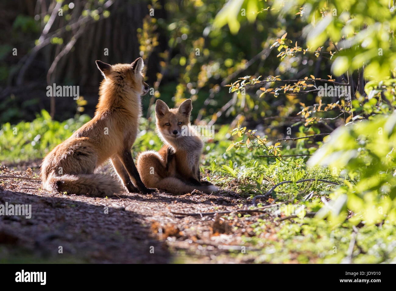 Red fox family Stock Photo - Alamy