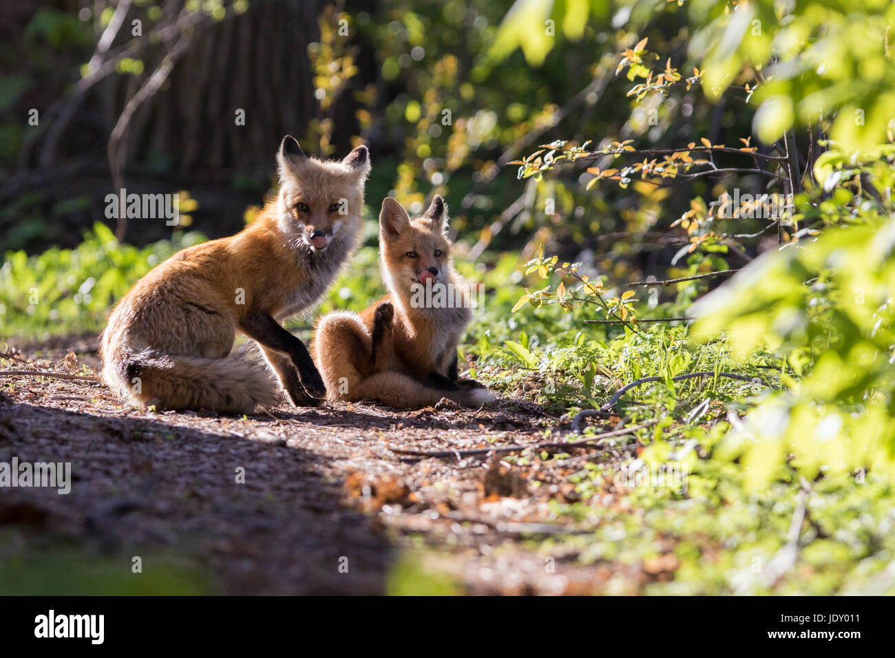Red fox family Stock Photo - Alamy