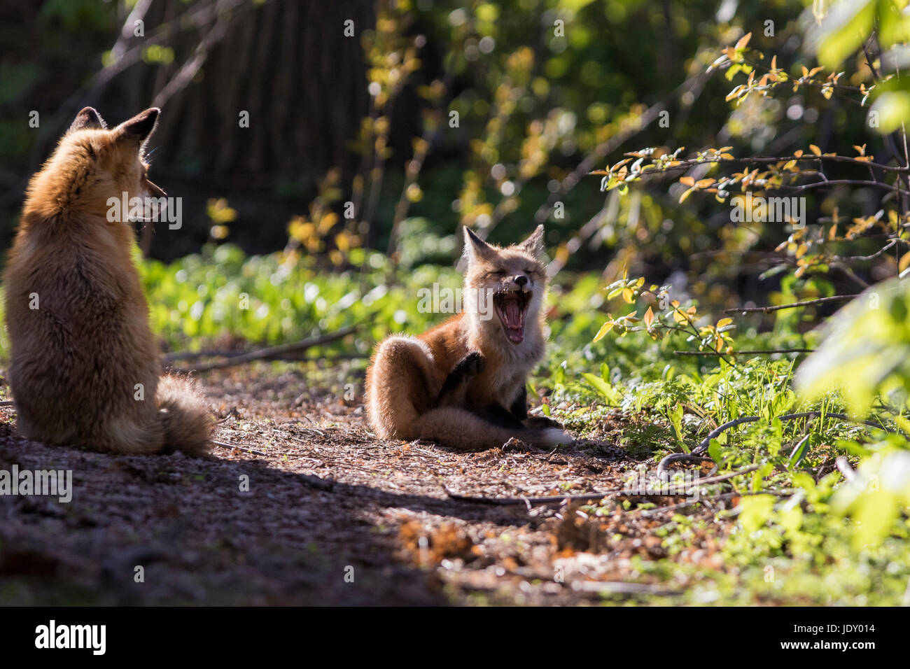 Red fox family Stock Photo - Alamy