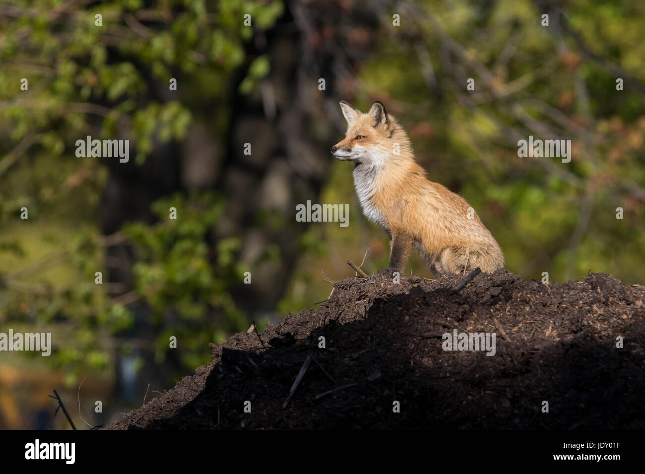 Female red fox in spring Stock Photo - Alamy