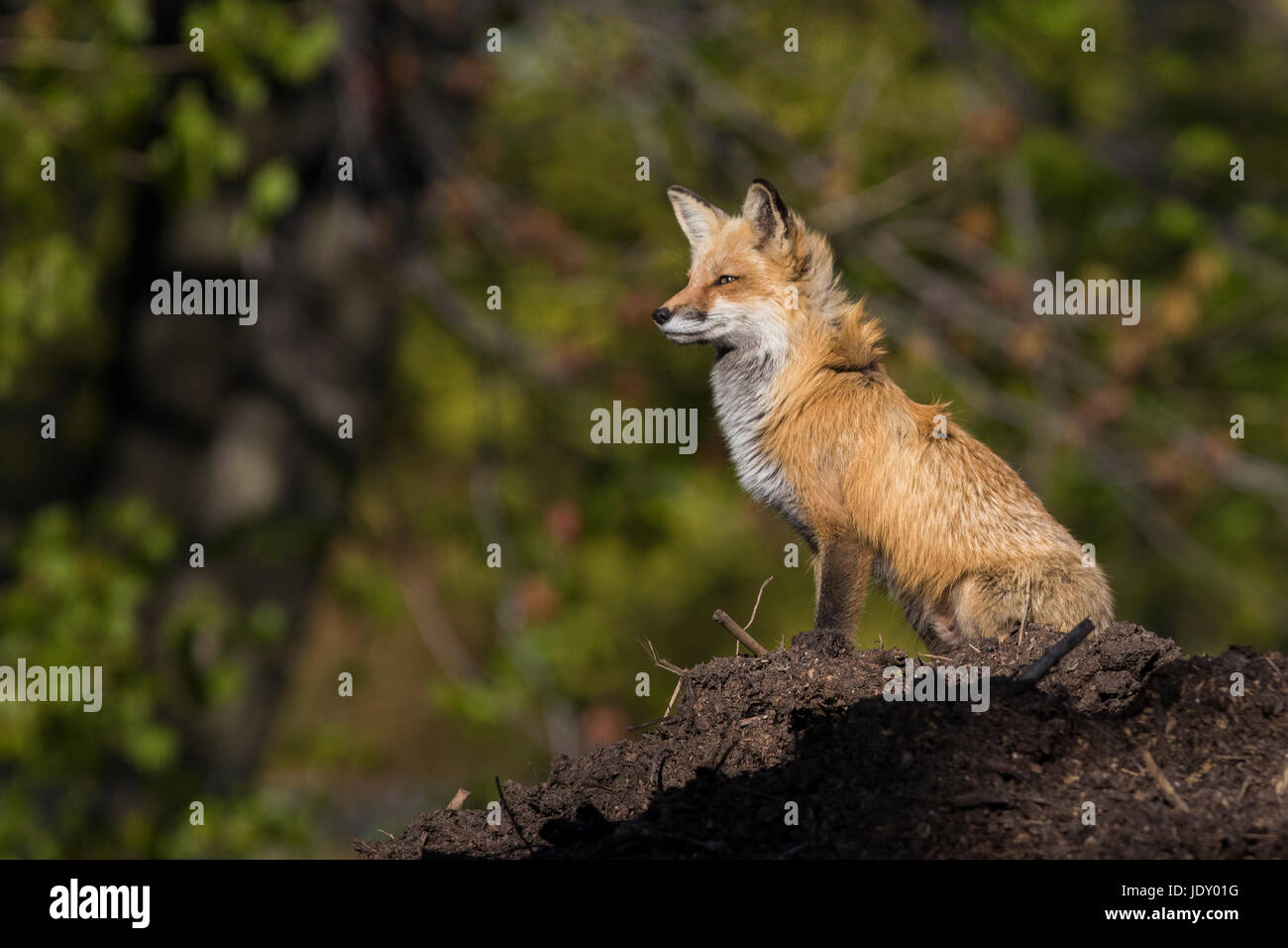 Female red fox in spring Stock Photo - Alamy