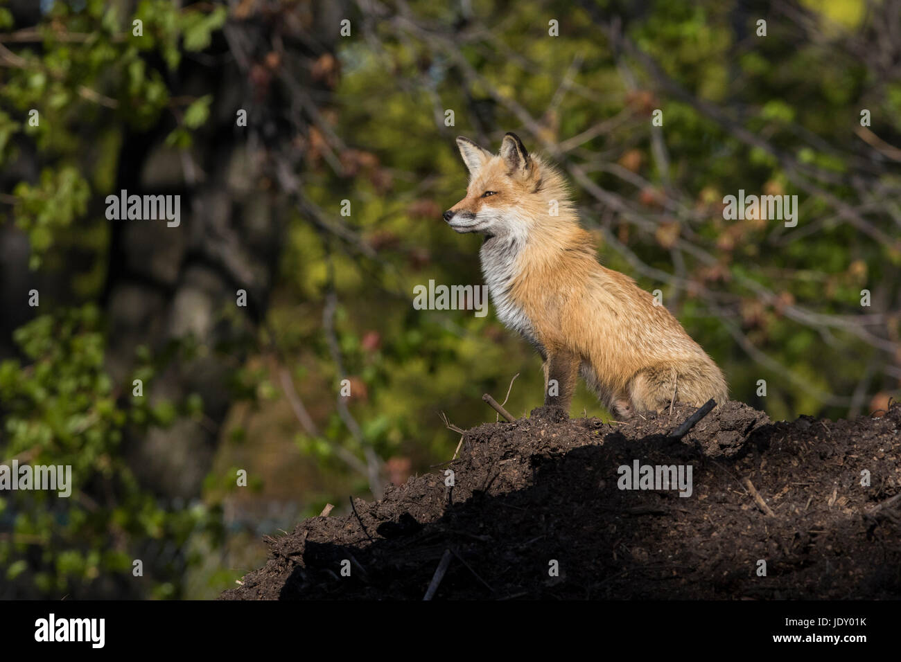 Female red fox in spring Stock Photo - Alamy