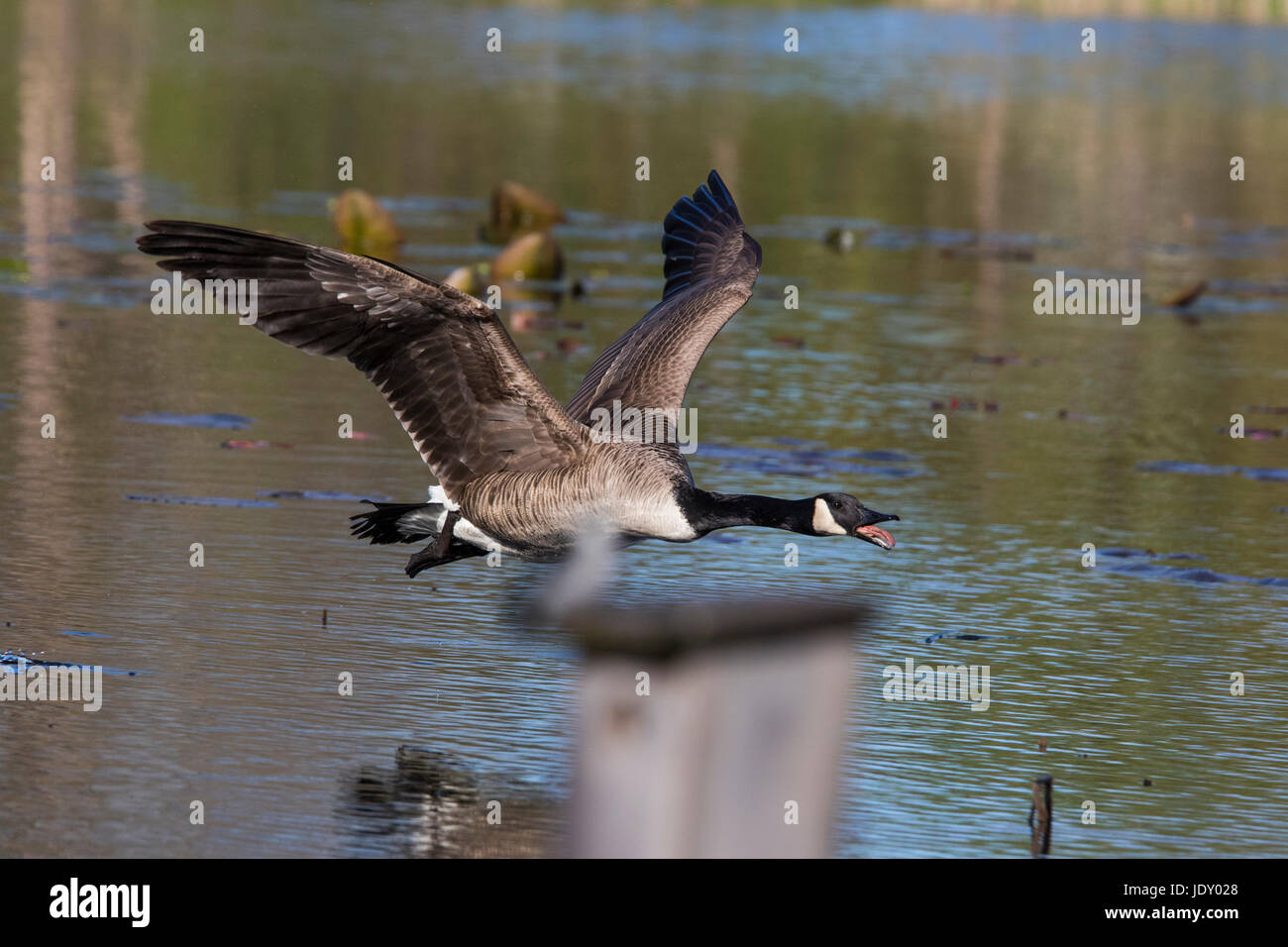 Spring goose hi-res stock photography and images - Alamy