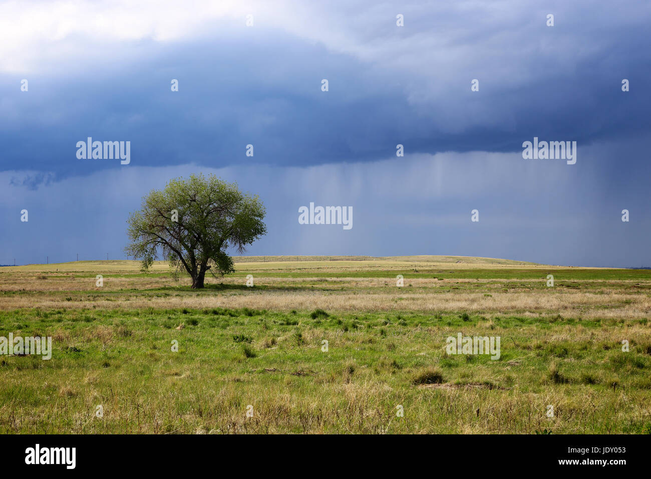Single lone tree on Great Plains in summer storm Stock Photo - Alamy
